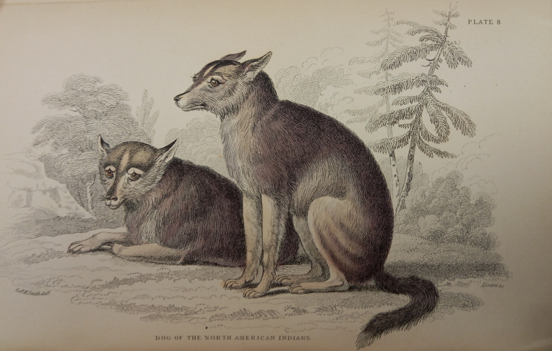 The Natural History of Dogs. Canidae or Genus Canis of Authors ...