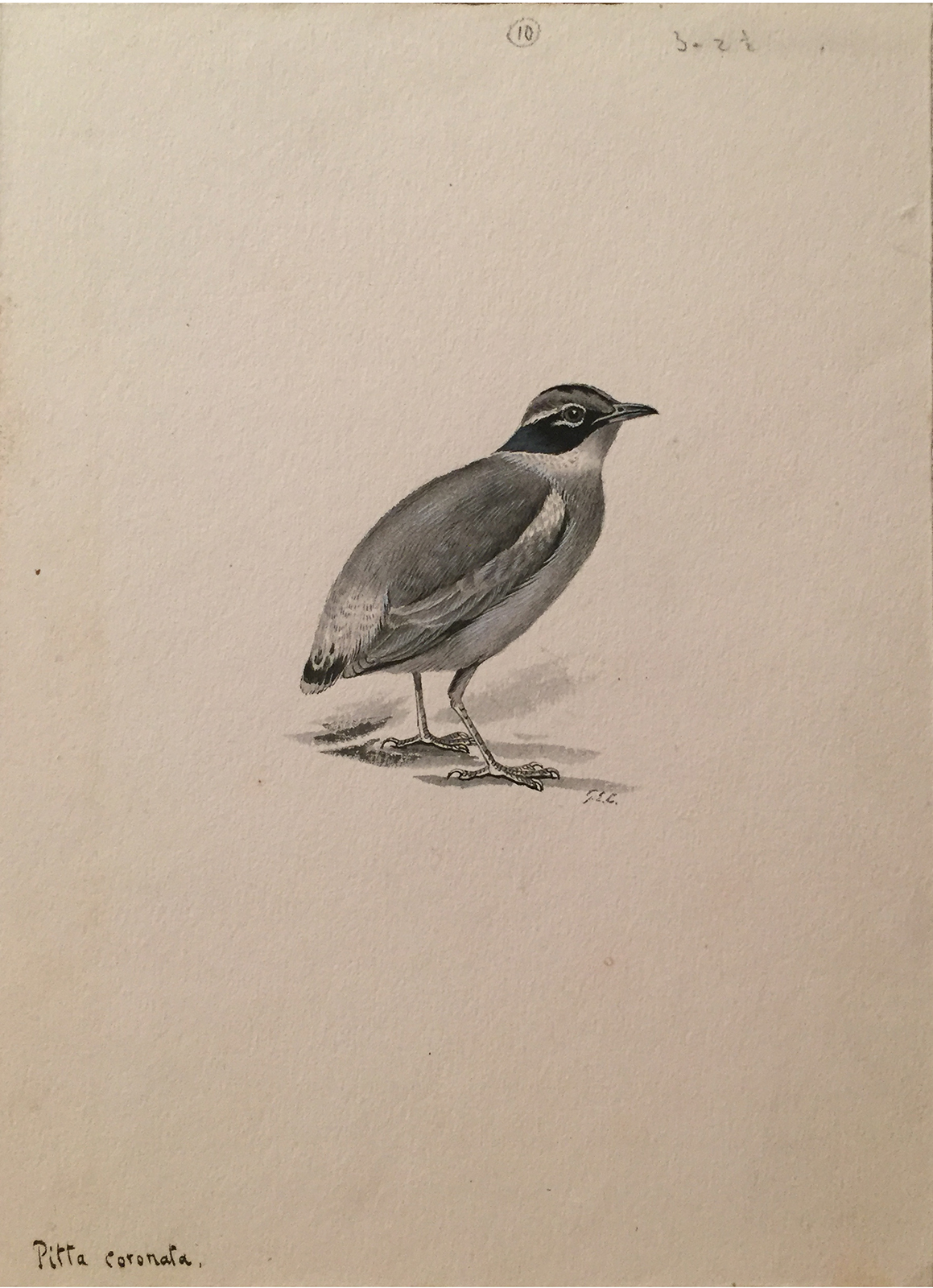 The Indian ground thrush Pitta Coronata GEORGE EDWARD LODGE (BRITISH ...