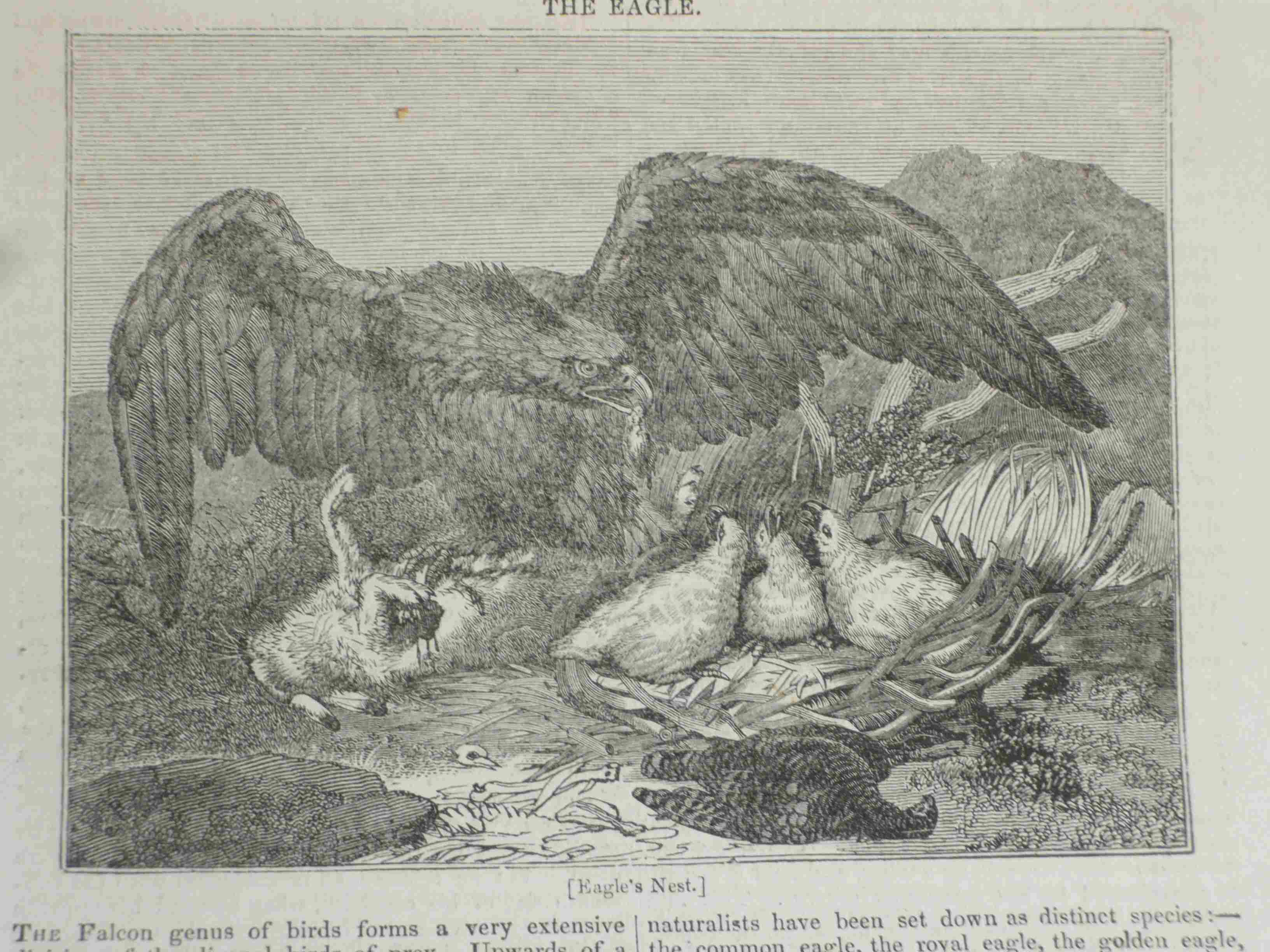 The Eagle. Eagle's Nest. Original Engraving: Art / Print / Poster | Meiwes