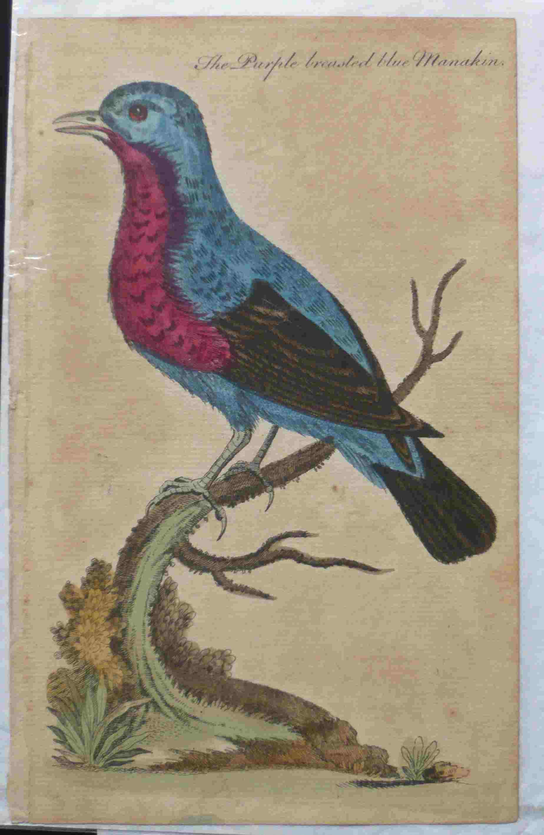 The Purple Breasted Blue Manakin. Engraving: (1800) Art / Print ...