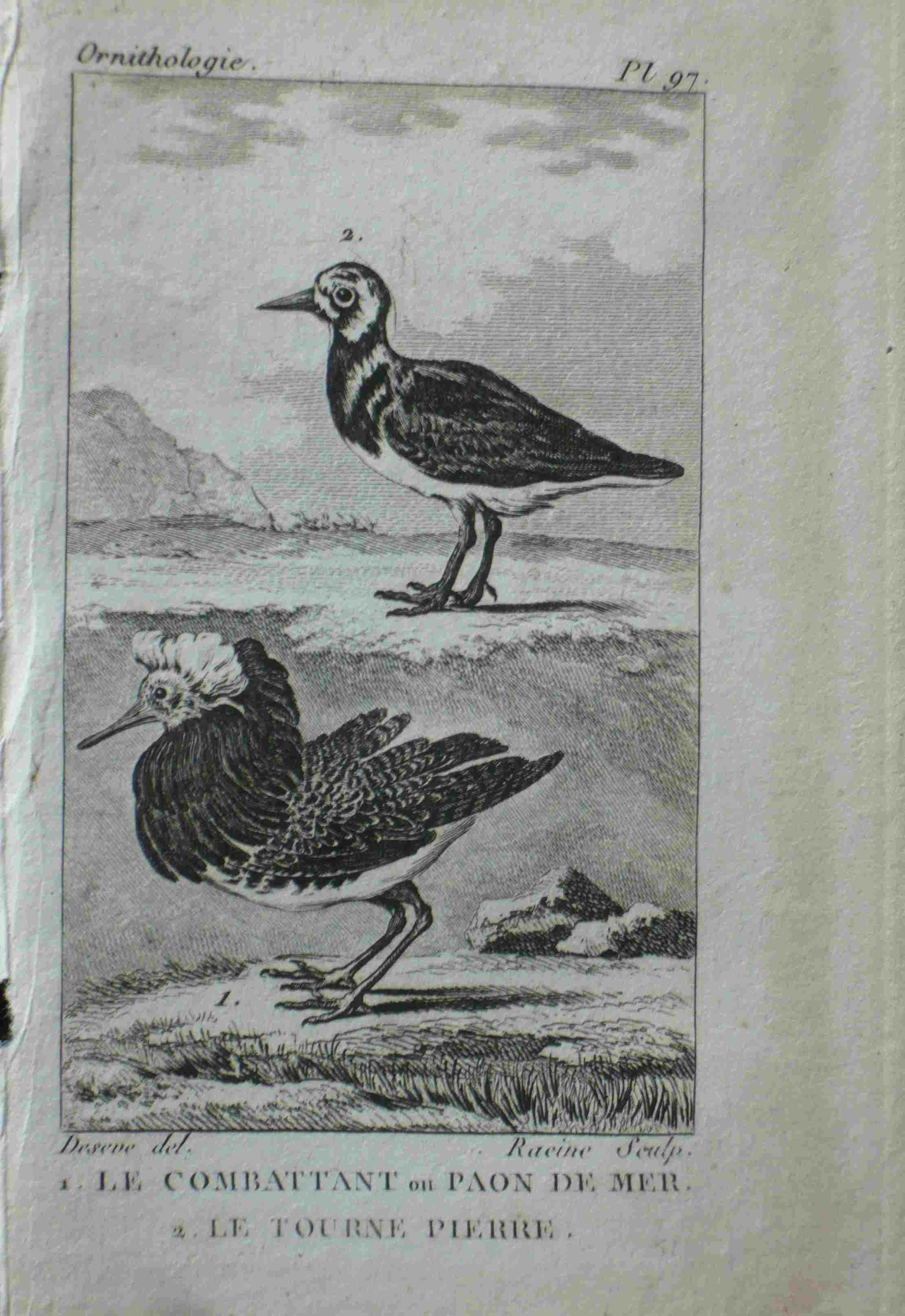 Le Combattant En Paon De Mer. Le Tourne Pierre. De Seve.Ornithologie ...