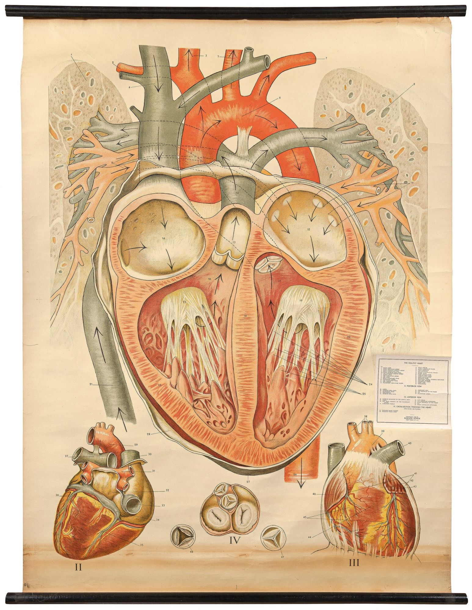 Anatomical Chart: The Healthy Heart: Very Good (1940) | Between the ...