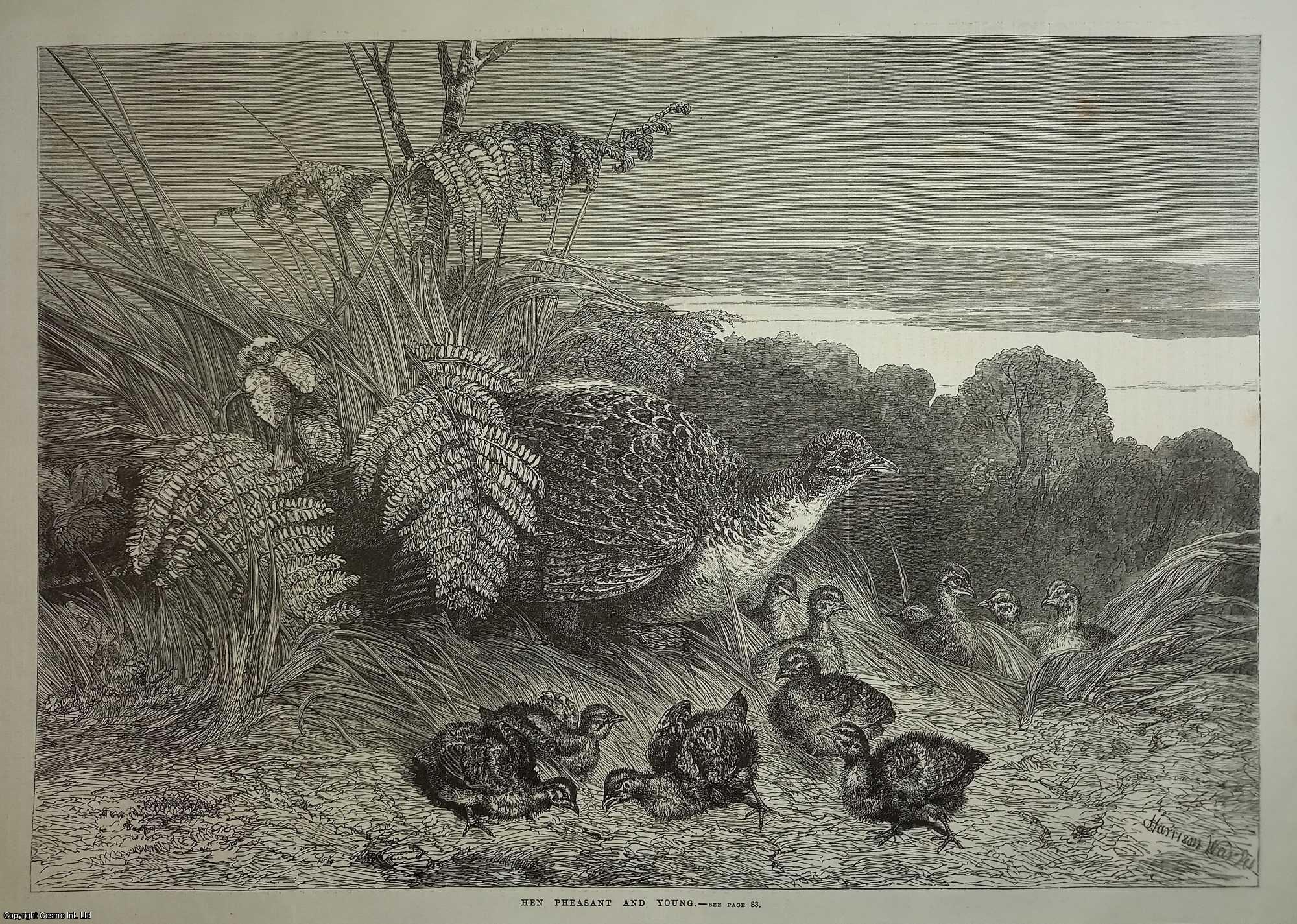 Hen Pheasant and young, by Harrison Weir. An original woodcut engraving ...