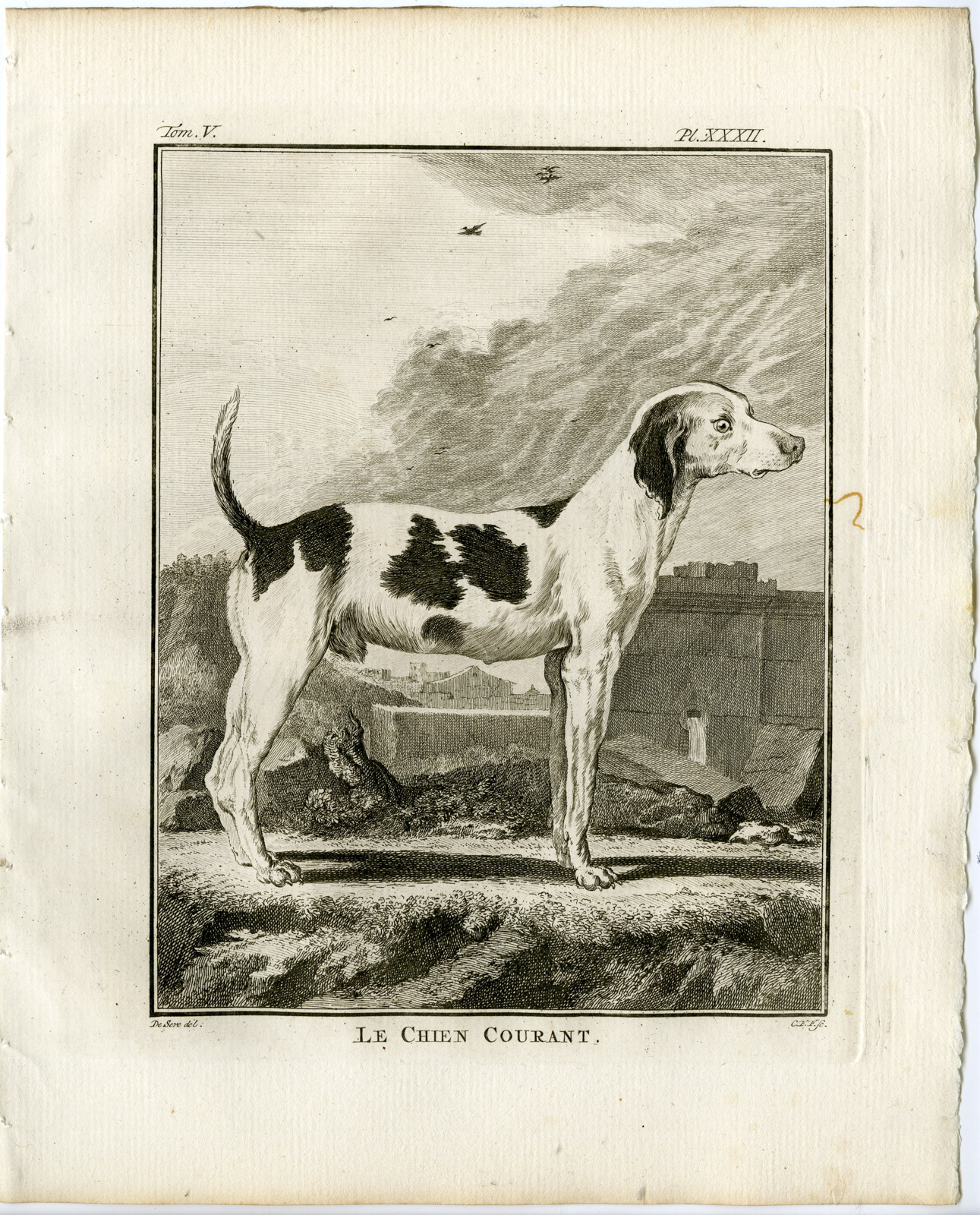 Antique Print-DOG BREEDS-SCENT HOUND-CHIEN COURANT-PL. 32-Fritsch ...