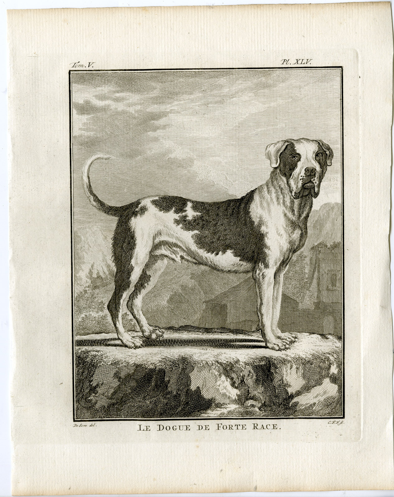 7 Antique Prints-MASTIFF-DOG-ANATOMY-SKELETON-ORGANS-PL. 46-52-Fritsch ...