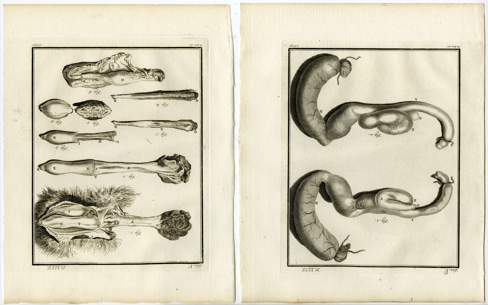 7 Antique Prints-MASTIFF-DOG-ANATOMY-SKELETON-ORGANS-PL. 46-52-Fritsch ...