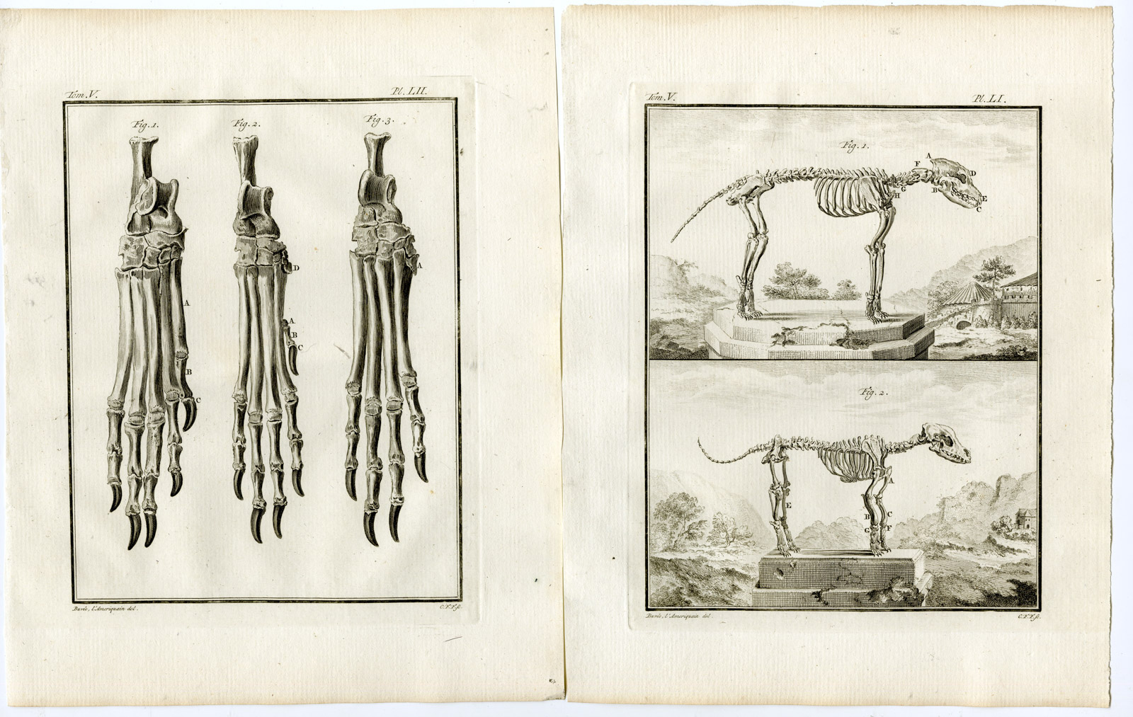 7 Antique Prints-MASTIFF-DOG-ANATOMY-SKELETON-ORGANS-PL. 46-52-Fritsch ...