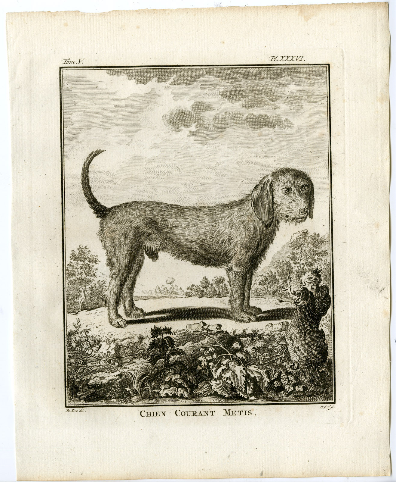 Antique Print-DOG BREEDS-HOUND-CHIEN COURANT METIS-PL. 36-Fritsch ...