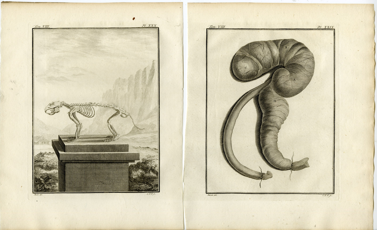 3 Antique Prints-MARMOT-ANATOMY-SKELETON-PL.28-30-Fritsch-Vinkeles ...