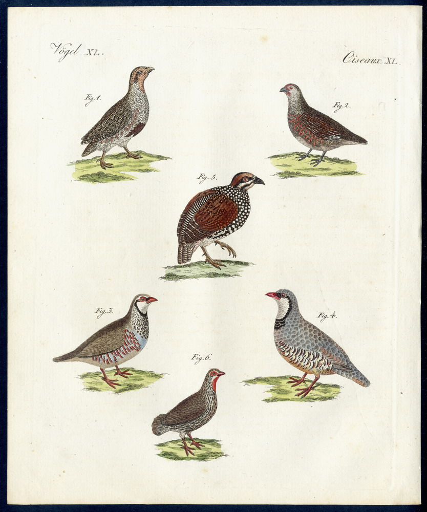 Rebhühner verschiedener Art. - No. 1. und 2. Das gemeine Rebhuhn ...