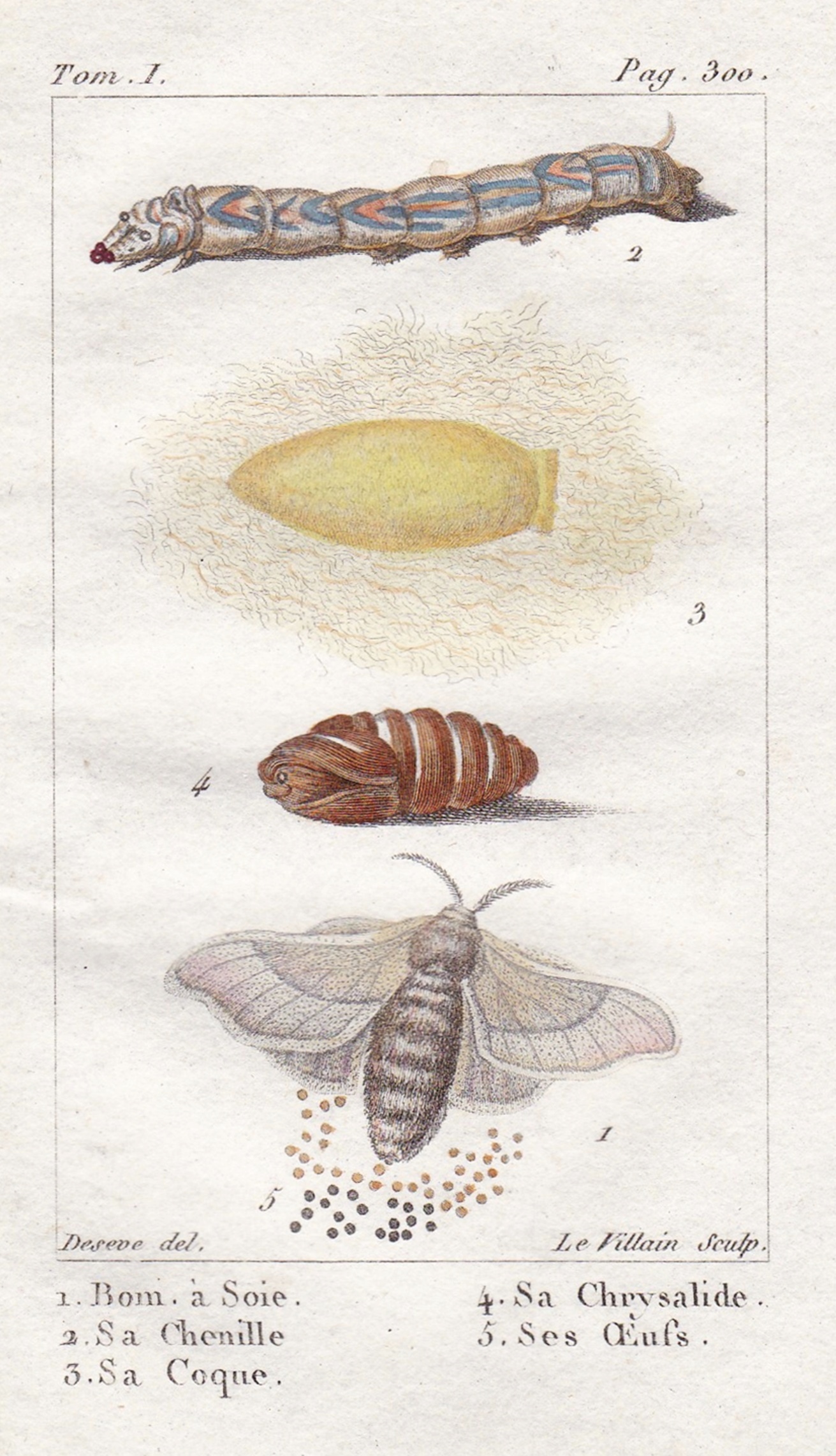 "Bom a Soie - Sa Chrysalide - Sa Chenille - ." - Raupe chenille ...