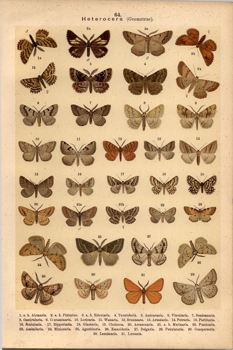 Lithographie - Schmetterlinge. Heterocera. (Nachtschmetterlinge ...