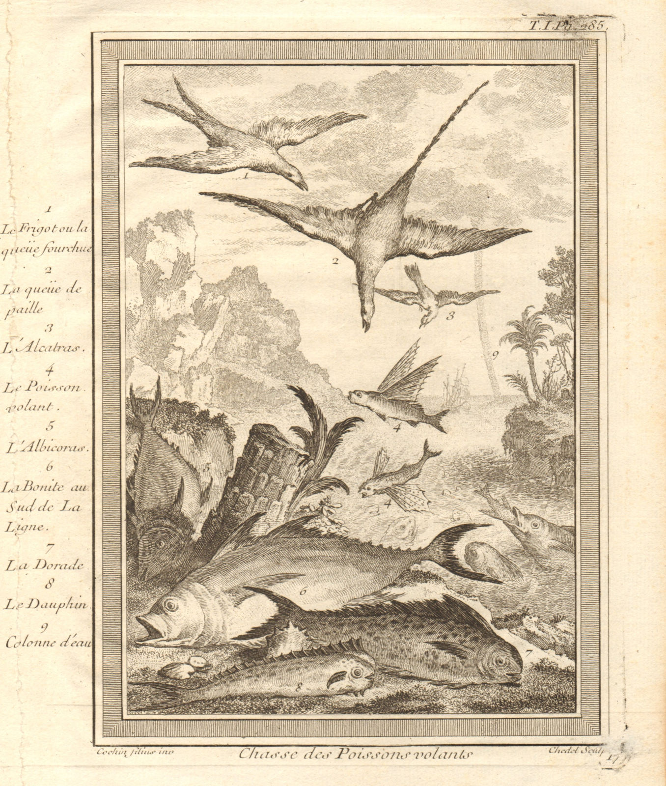 Chasse des Poissons volants 1. le frigot ou la queue fourchue 2. Le ...