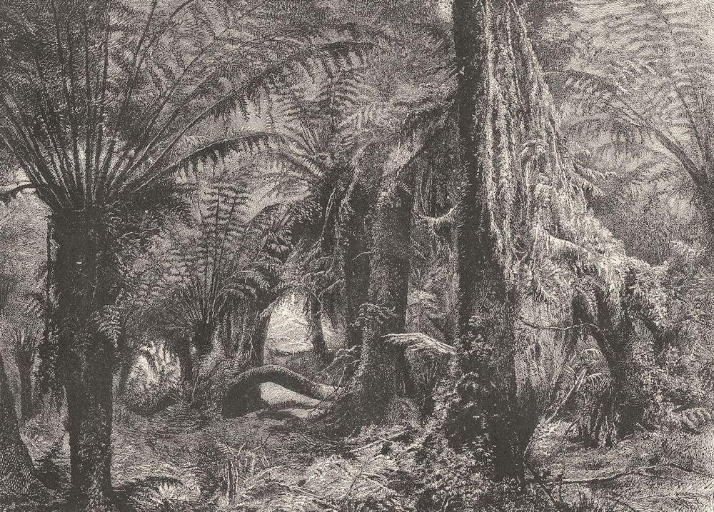 Australian Tree-Ferns by Unknown: (1886) Art / Print / Poster | Antiqua ...