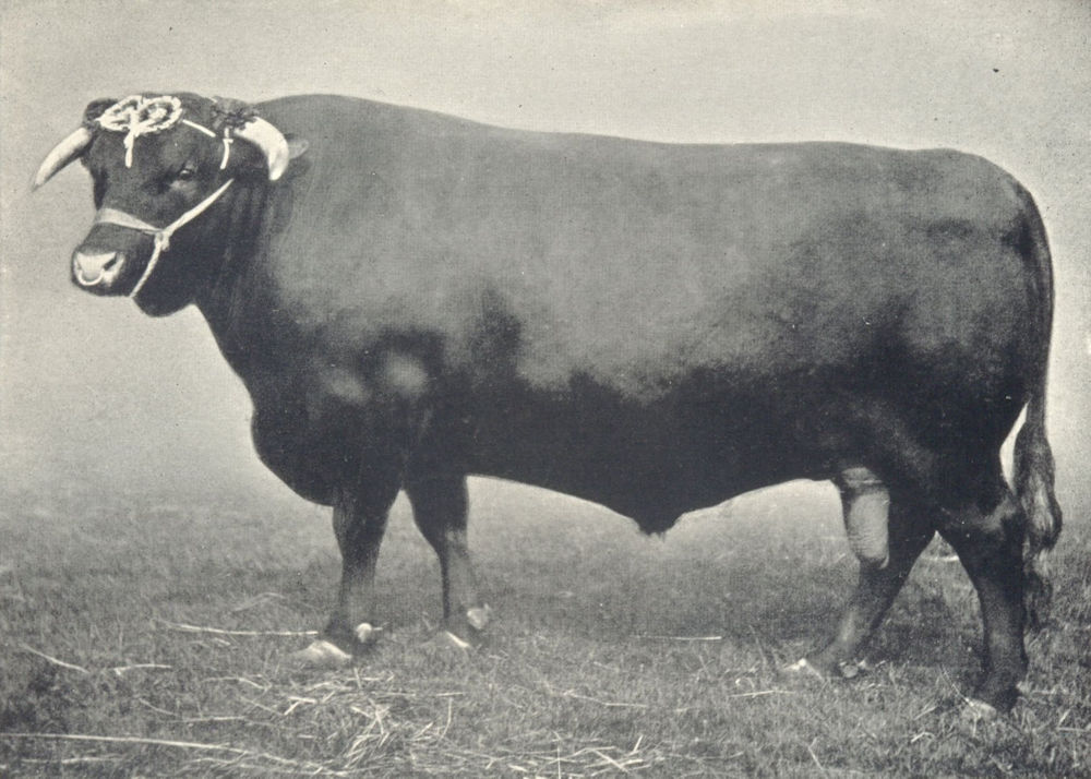 Devon Bull - "Tapton Ploughboy" 1st and champion at R.A.S.E. and other ...