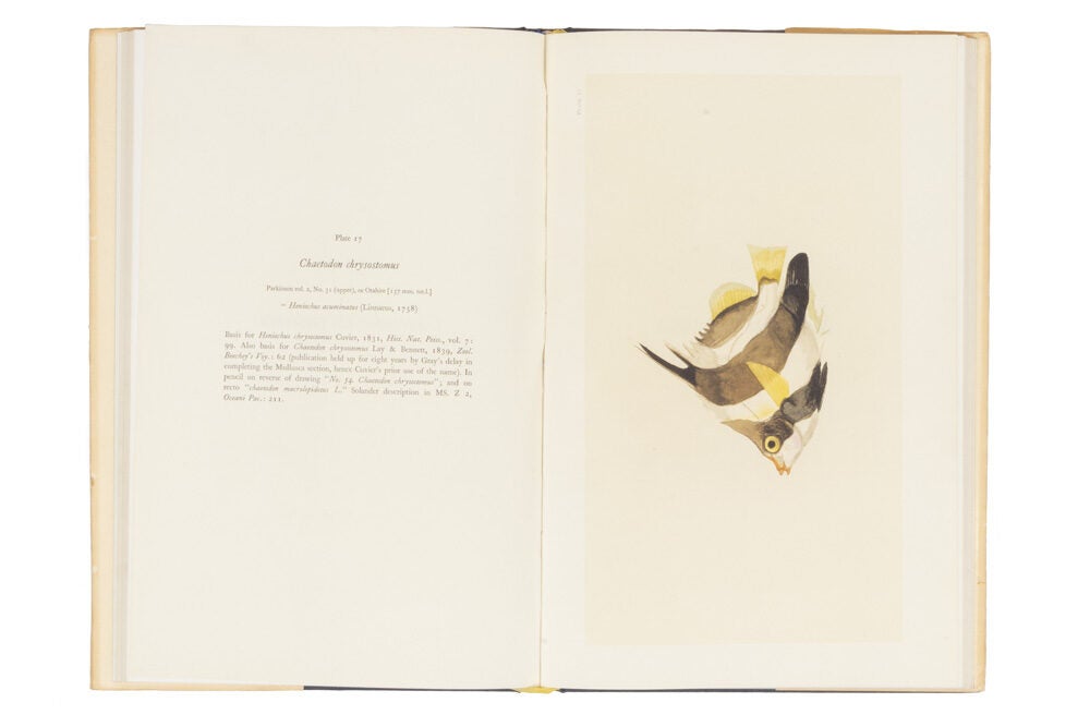Forty Drawings of Fishes, made by the Artists who accompanied Captain ...