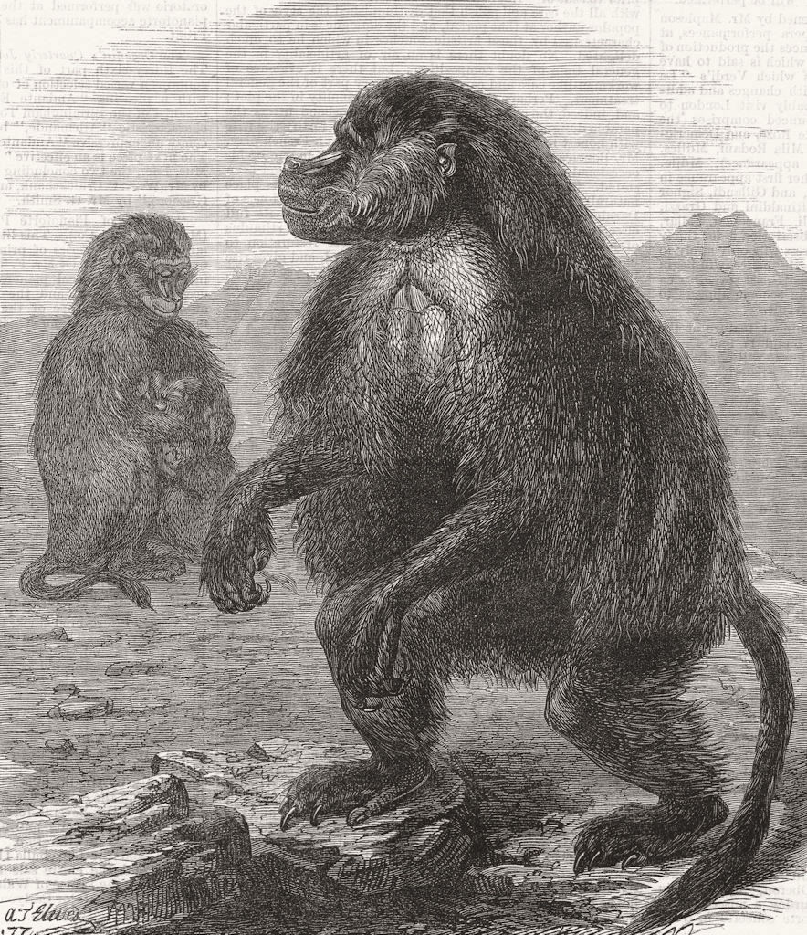 The Gelada monkeys at the Alexandra Palace by Illustrated London News ...