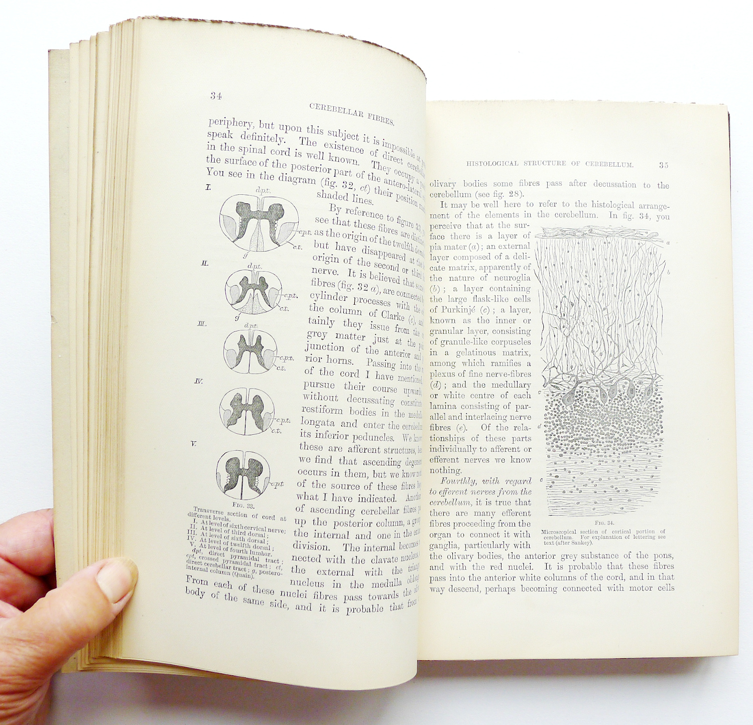 AN INTRODUCTION TO THE STUDY OF THE DISEASES OF THE NERVOUS SYSTEM ...