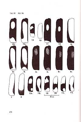 Die Käfer Mitteleuropas, Band 2, Adephaga 1 von Freude, H., Harde, W. K ...