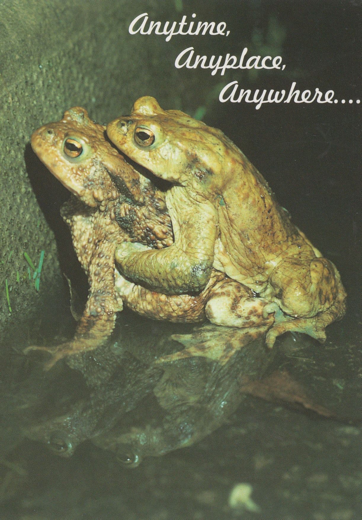 Frogs Making Love Randy Frog Comic Postcard Manuscript Paper Collectible Postcard Finder
