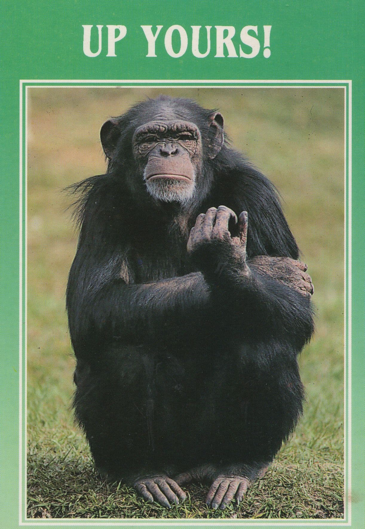 Up Yours Chimpanzee Swearing Monkey Comic Postcard: Manuscript / Paper ...