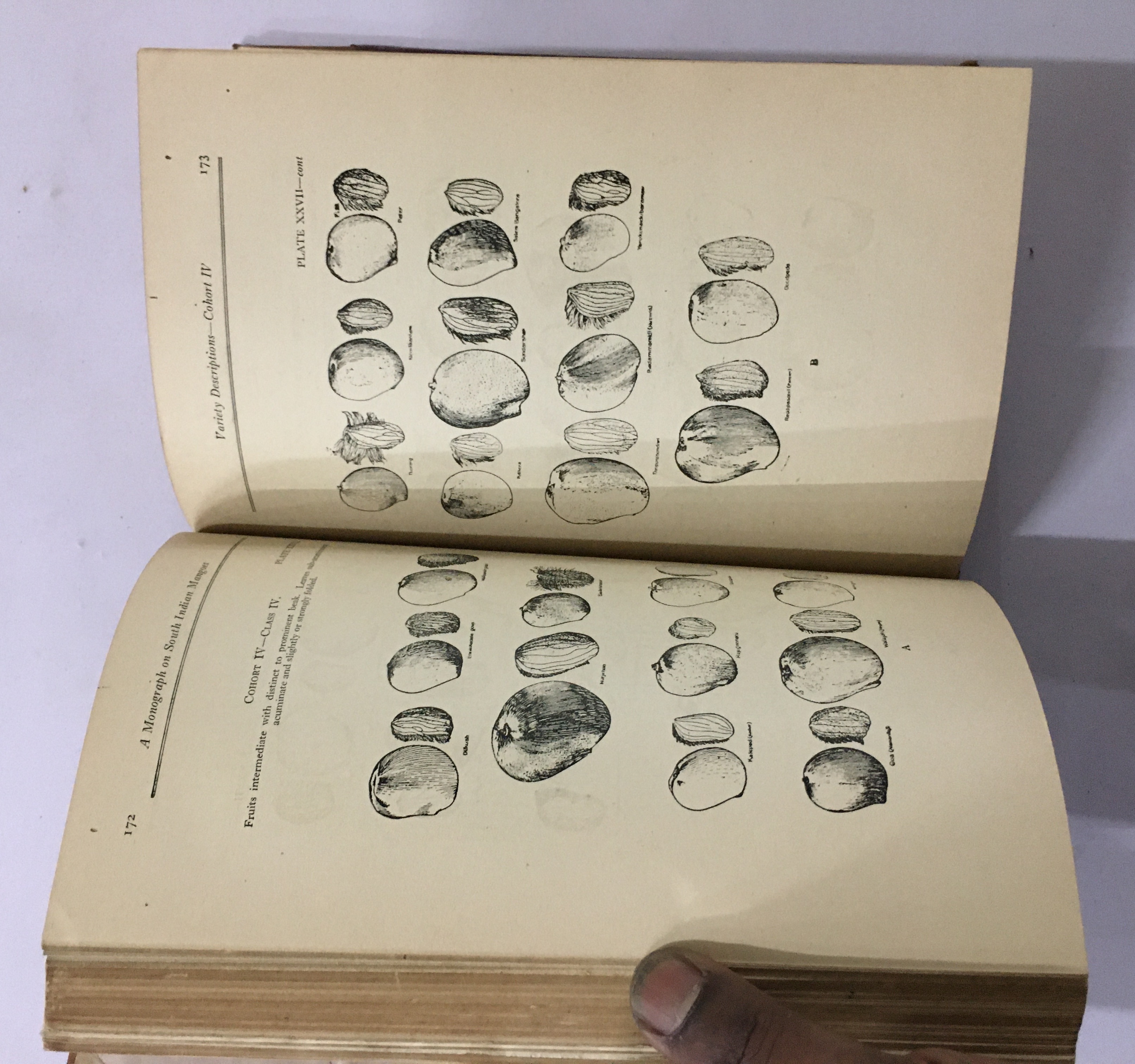 A Monograph On Classification And Nomenclature Of South Indian Mangoes ... A Monograph On Classification And Nomenclature Of South Indian Mangoes ...