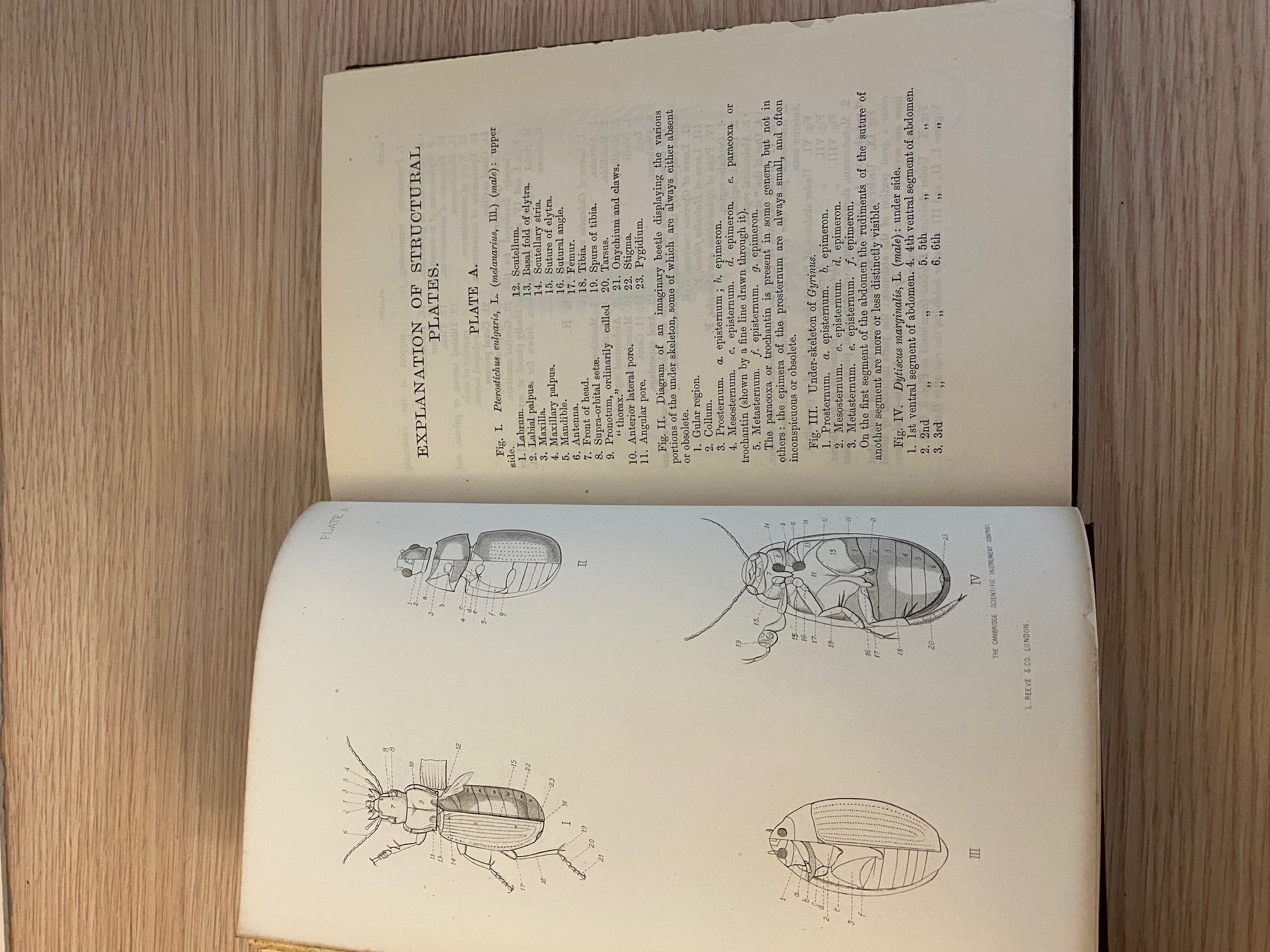 The Coleoptera of the British Islands: Vol. I: Adephaga-Hydrophilidae ...