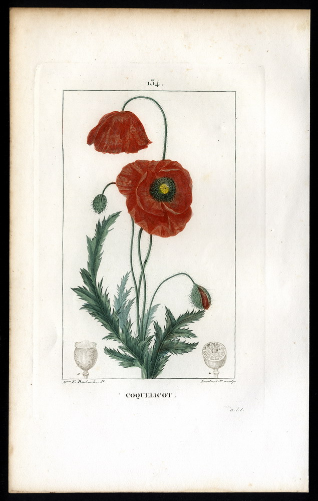 Cocquelicot - Red Poppy - Klatschmohn, Wilder Mohn. by Chaumeton ...