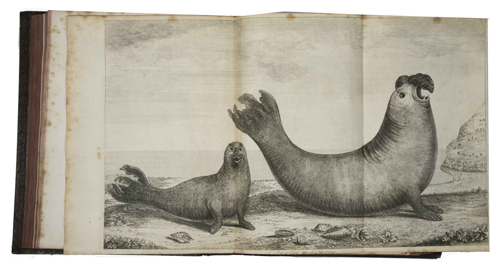 A voyage round the world, in the years MDCCXL, I, II, III, IV. de ANSON ...