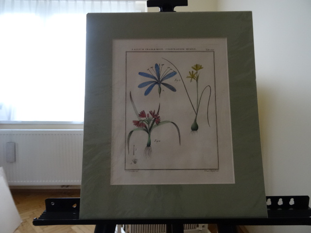 Allium chamae - Pancratium Humile - Tab. 207. Blumen - Kupferstich ...