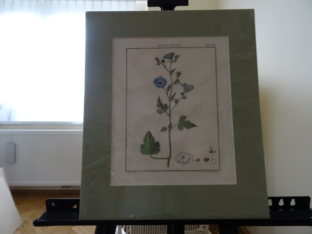 Malva Miniata Tab. 278. Blumen - Kupferstich handkoloriert mit Detail ...