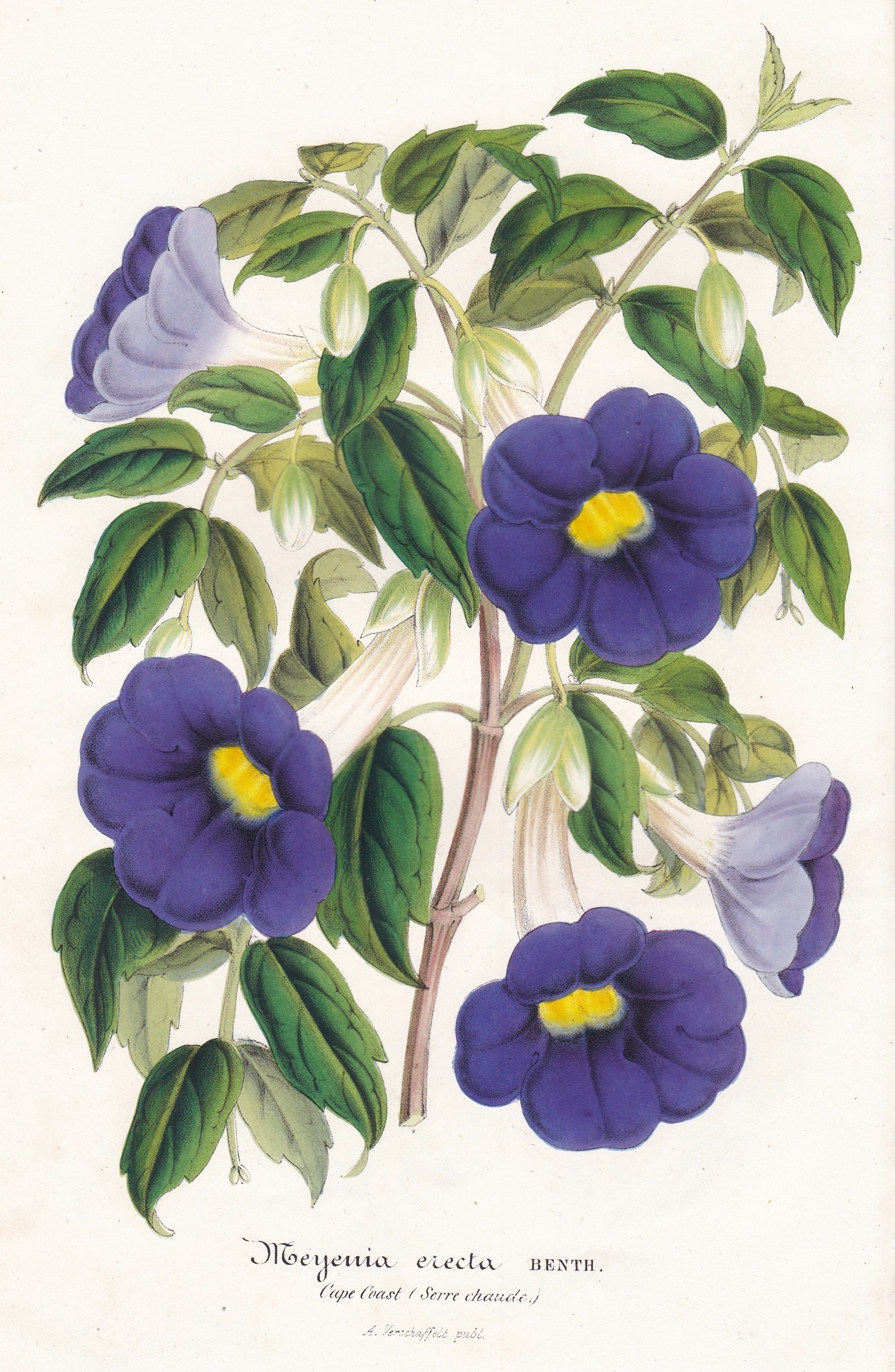 "Meyenia Erecta" - Thunbergia erecta Thunbergien bush clockvine Pflanze ...