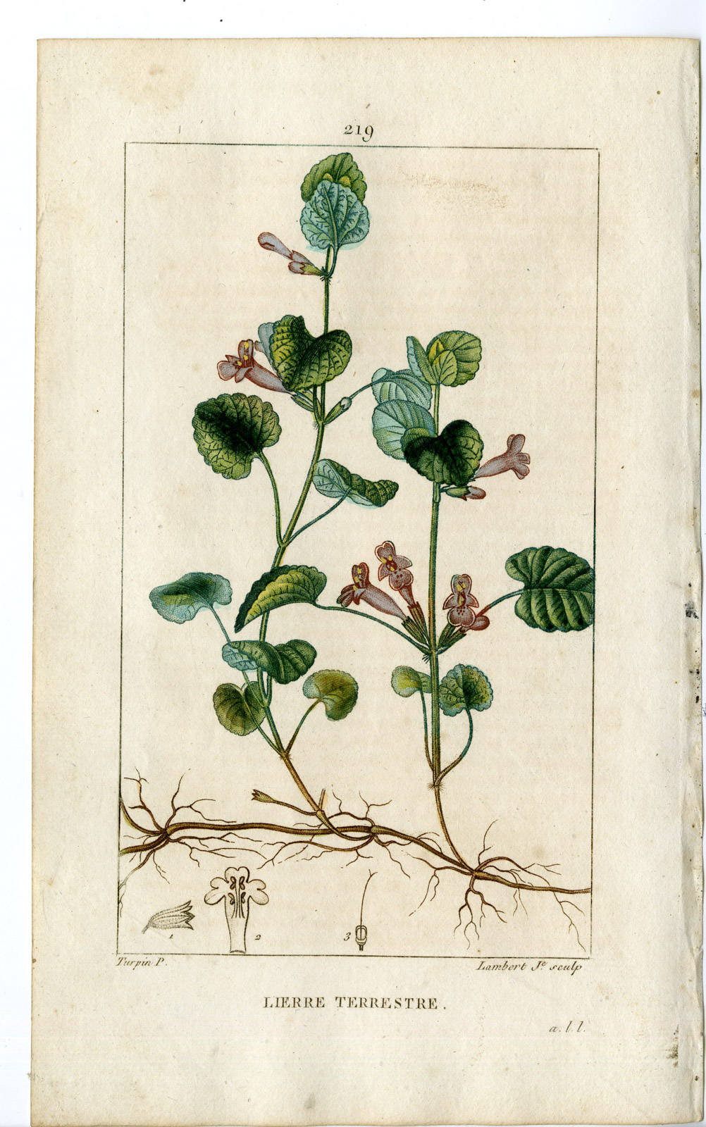 Antique Print-PL.219-LIERRE TERRESTRE-GLECOMA-GROUND IVY-Turpin ...