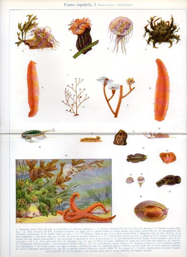 LAMINA V07440: Fauna marina invertebrados von Varios: (1923) Manuskript ...