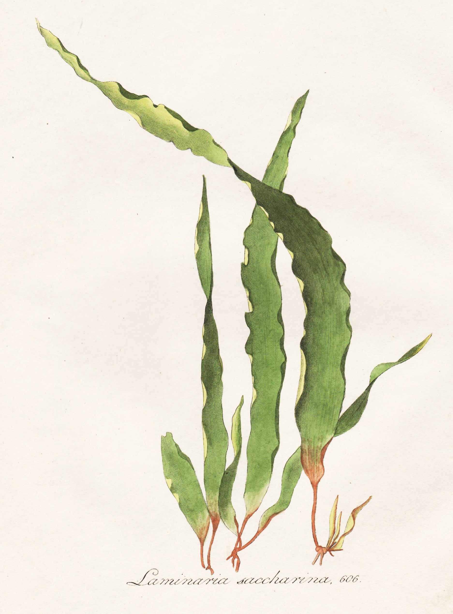 "Laminaria saccharina, 606" - Zuckertang sugar kelp Tang Alge Algen ...