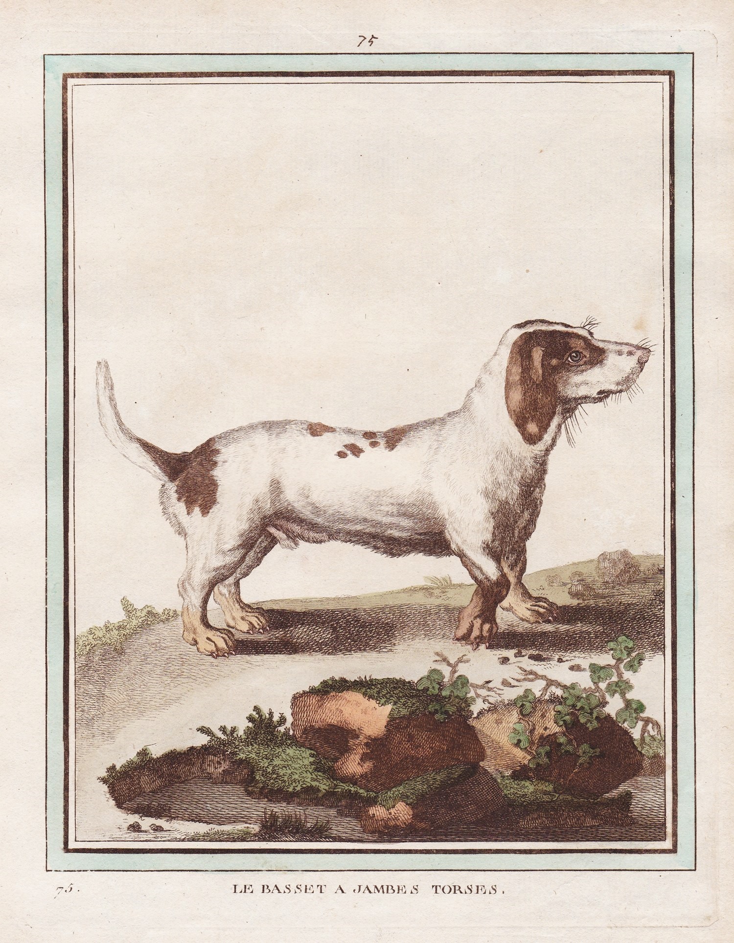 "Le Basset a Jambes Torses" - Basset Hound chien Hund dogs dog Hunde ...