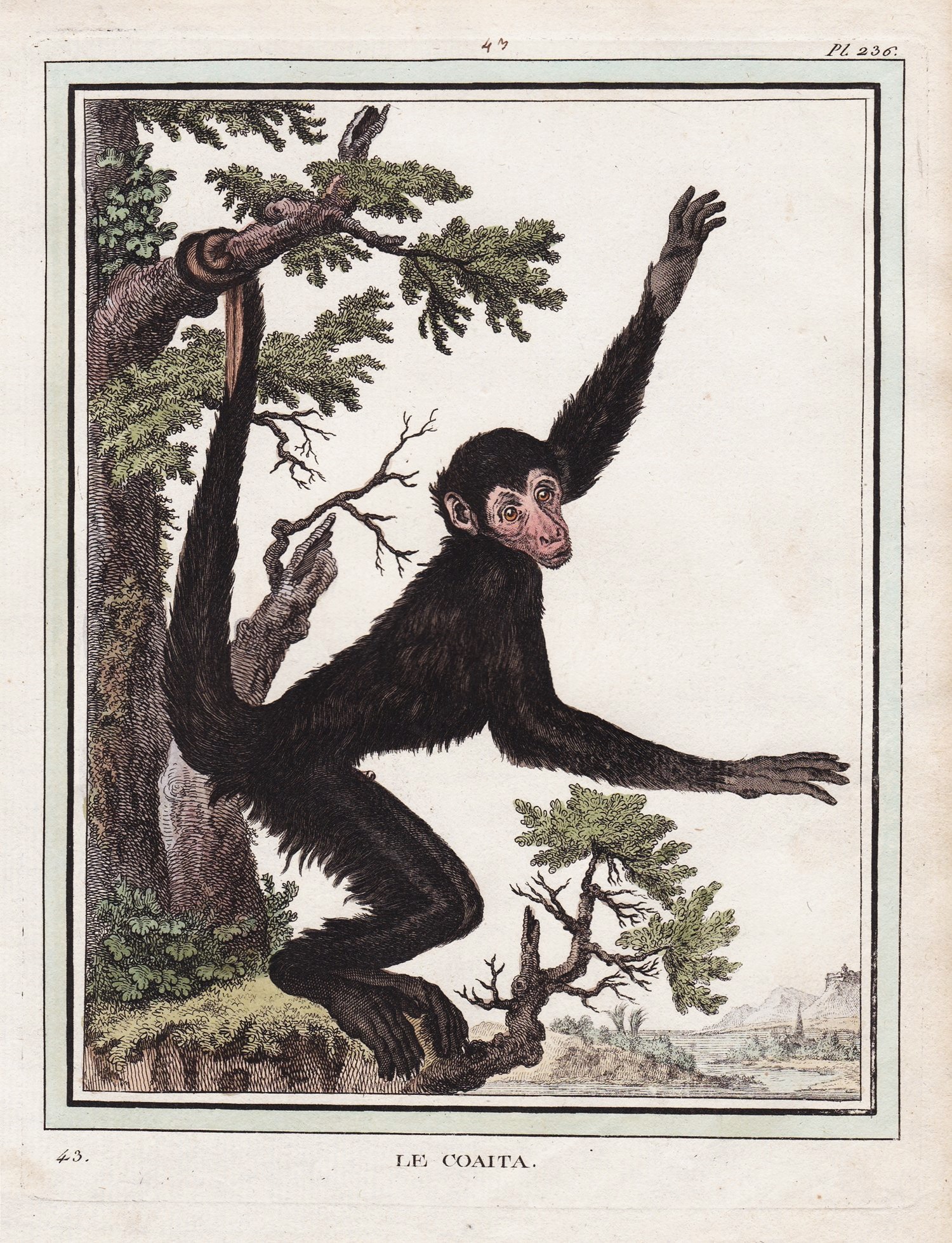 "Le Coaita" - Klammeraffe singe araignée spider monkey monkeys Affen by ...