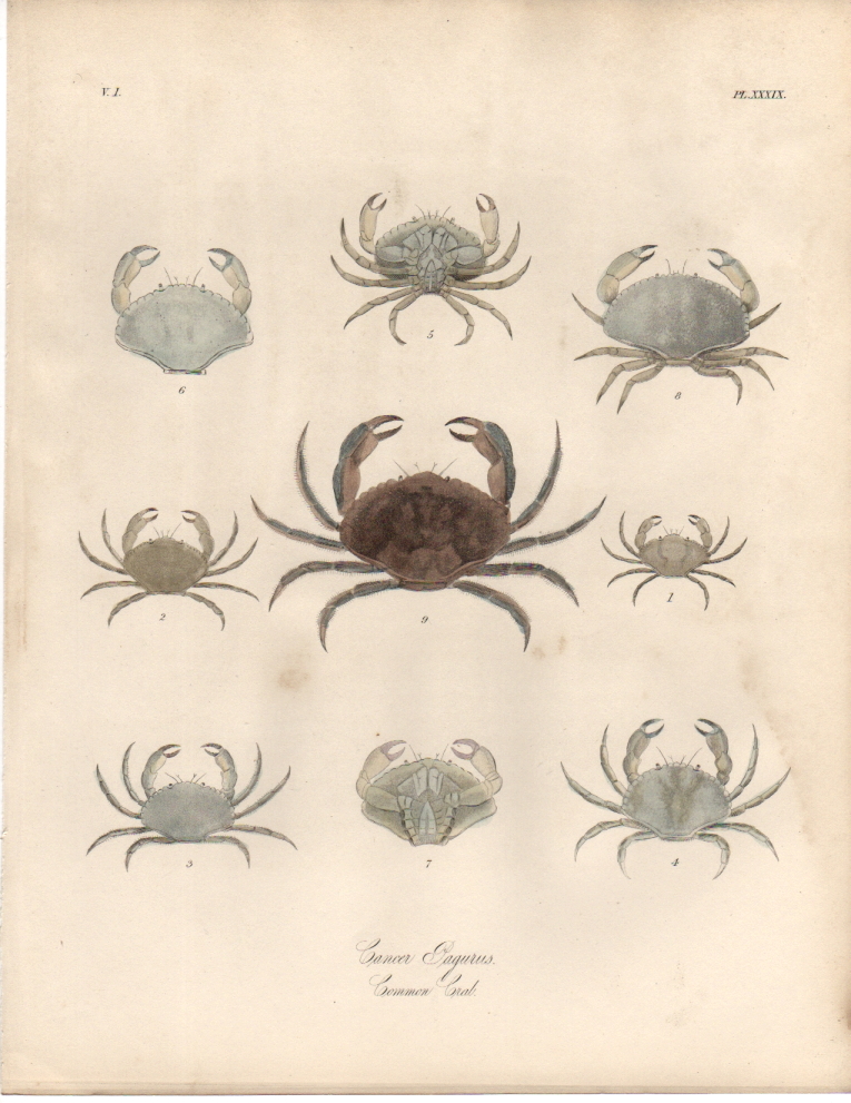 CANCER PAGURUS COMMON CRAB,1851 Zoological and Natural History Colored ...