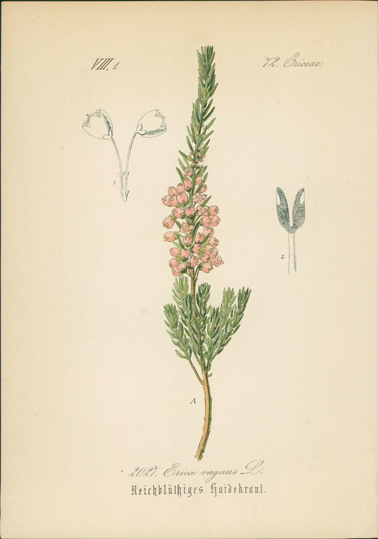 Chromolithographie : Reichblütiges Heidekraut. Cornwall-Heide. Wander ...