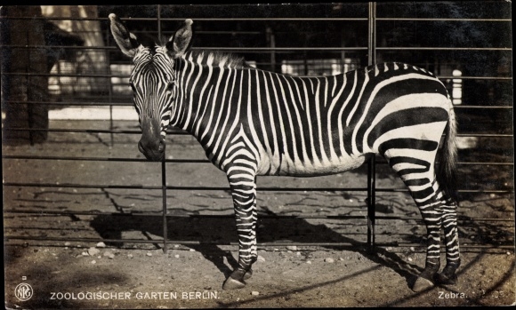 Ansichtskarte / Postkarte Zoologischer Garten Berlin, Zebra: (1922 ... Ansichtskarte / Postkarte Zoologischer Garten Berlin, Zebra: (1922 ...