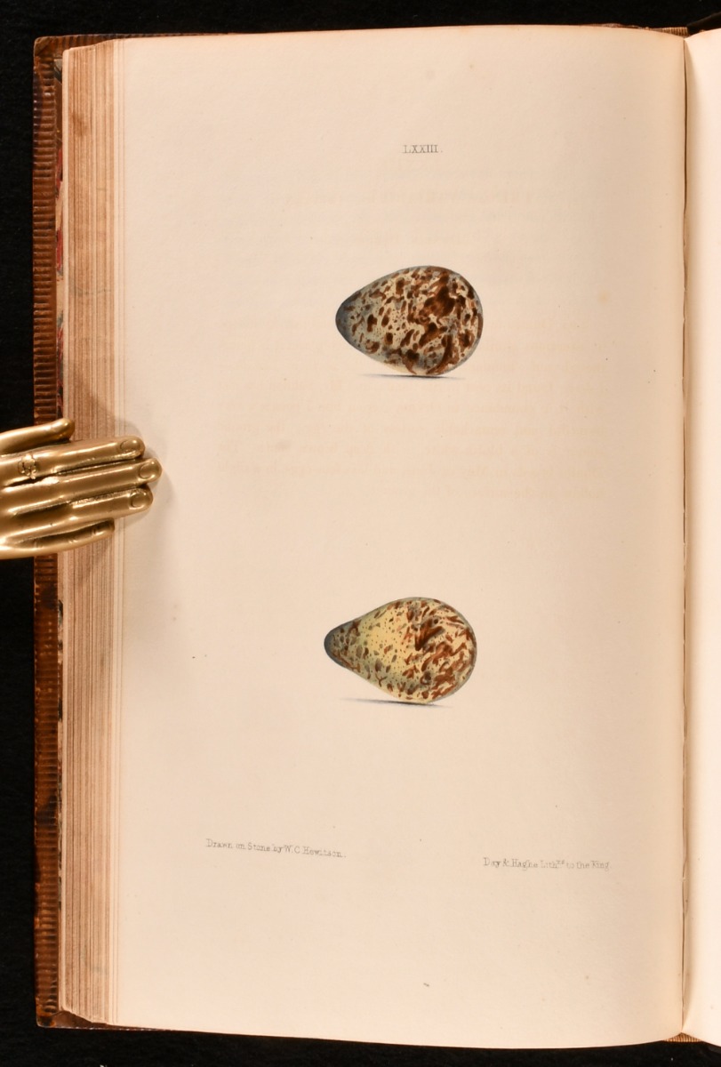 British Oology; Being Illustrations of The Eggs of British Birds by ...