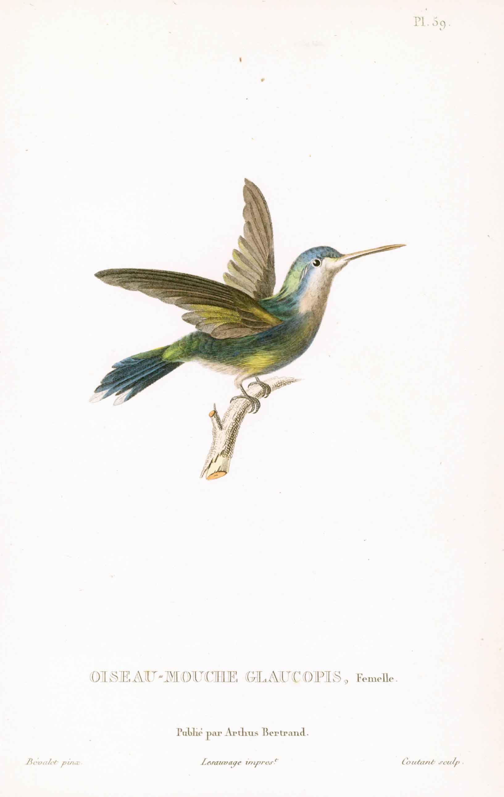 1829 Rare Antique PRINT OISEAU-MOUCHE GLAUCOPIS Hummingbird Lesson ...