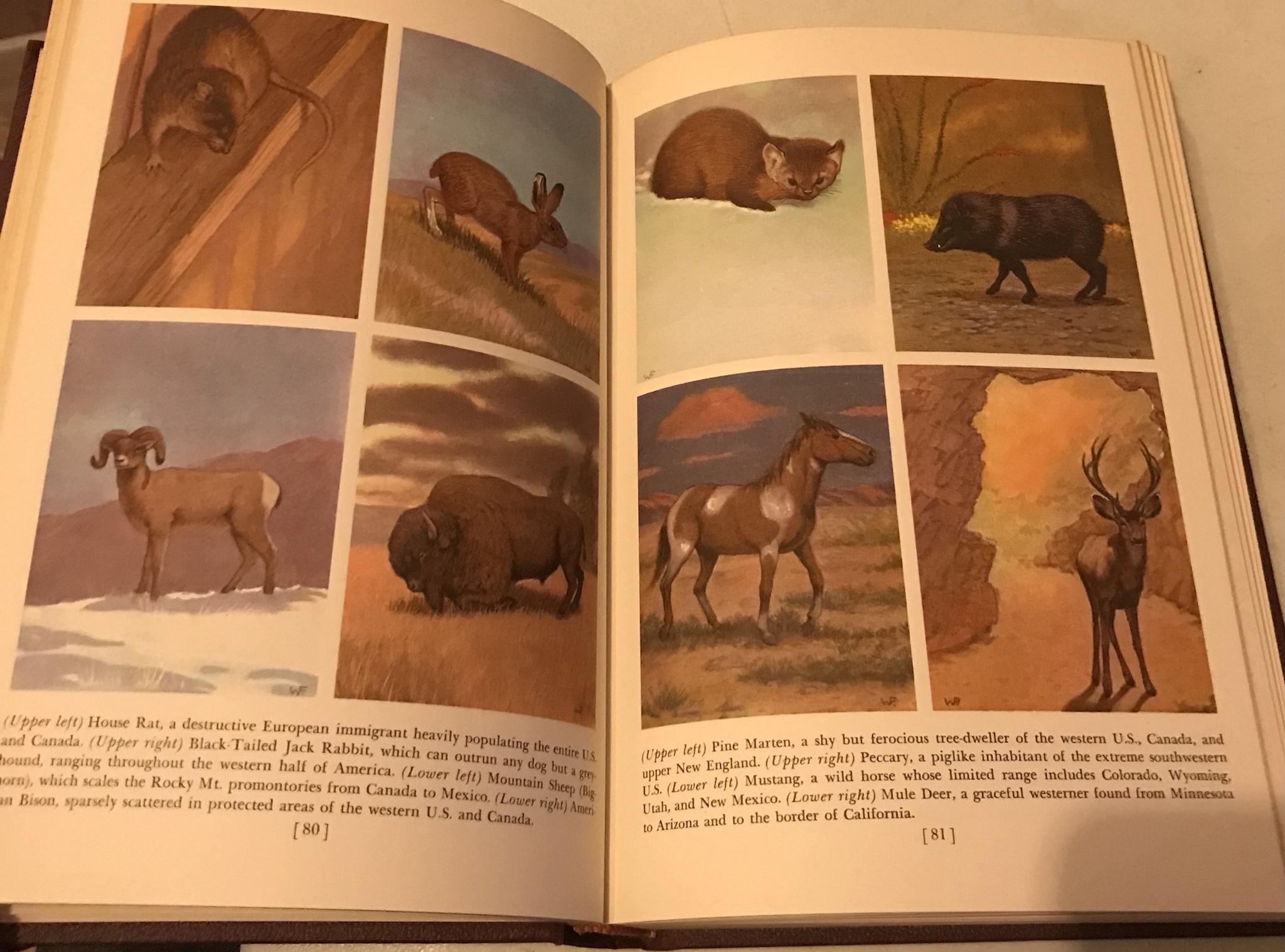 World Scope Family Library Nature Book of America by E.L. Jordan PhD ...