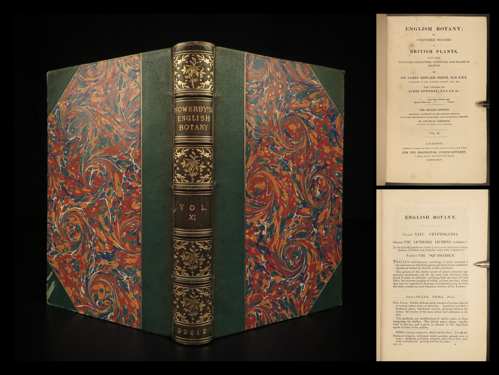 English botany, or, Coloured figures of British plants: with their ...