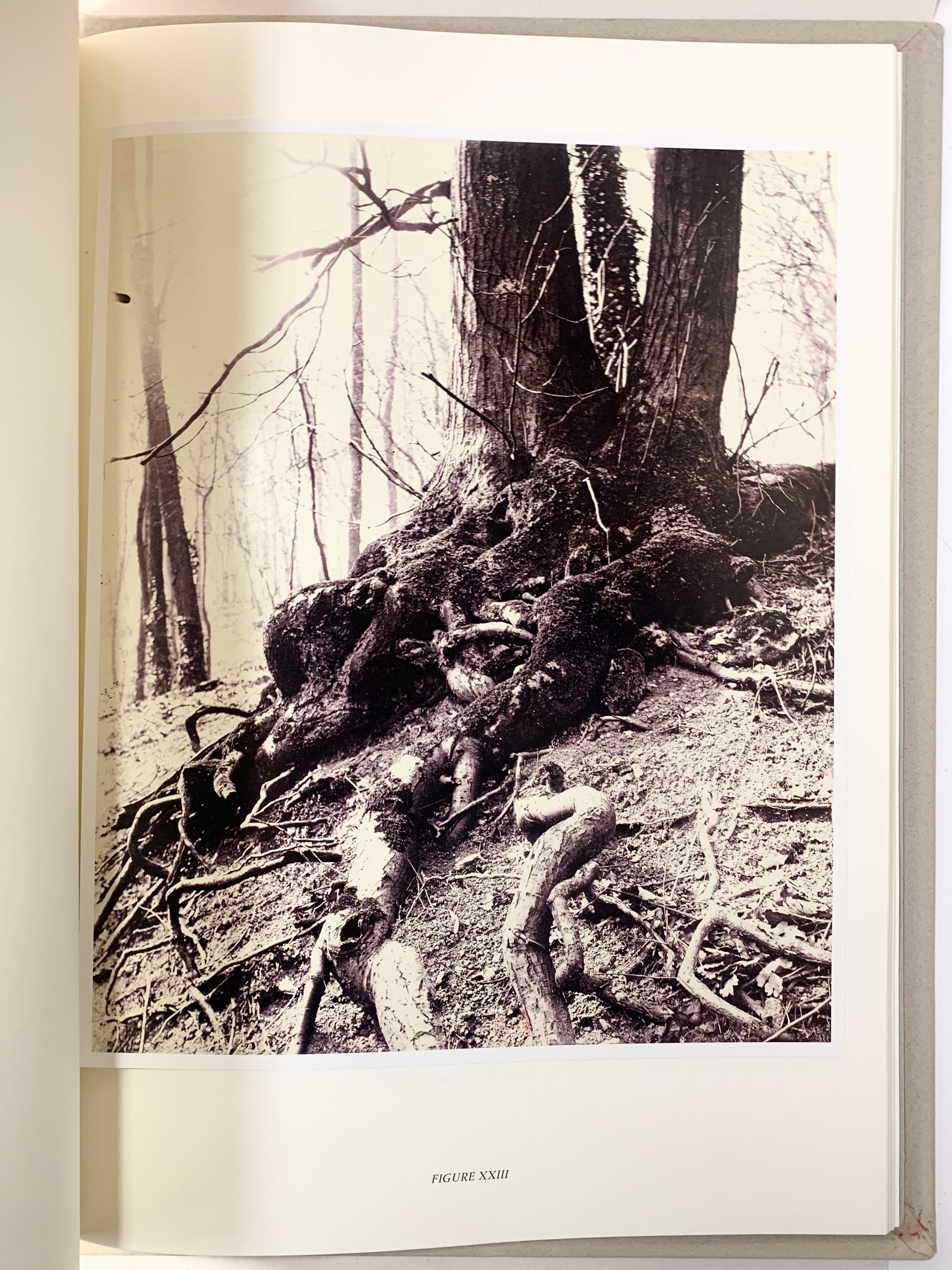 Eugene Atget's Trees Newly Discovered Photographs from the Bibliotheque ...
