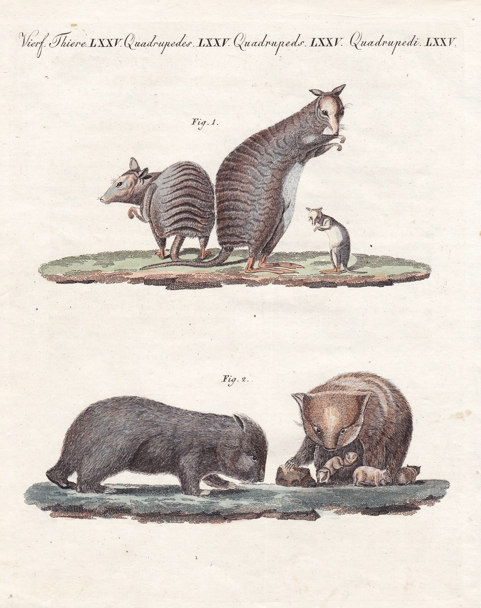 "Vierf. Thiere LXXV - Seltene Thiere aus Neuholland" - Tiere Känguru ...