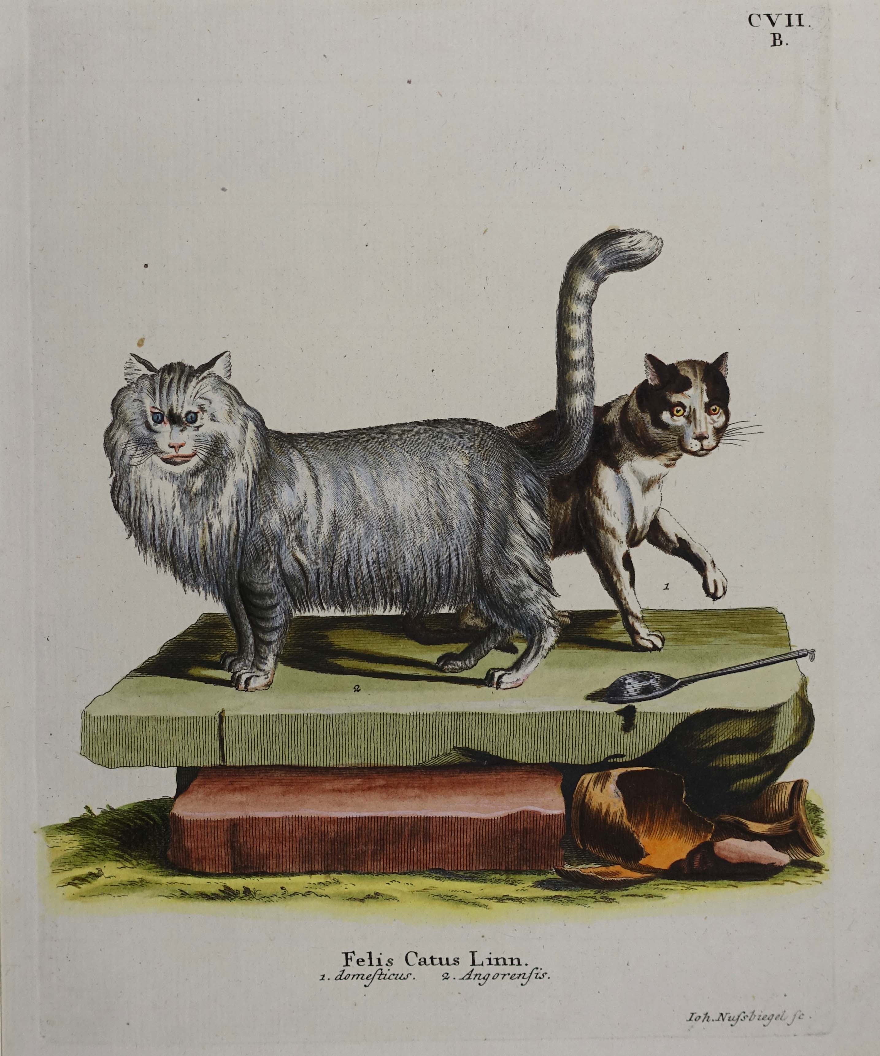 Felis Catus Linn. 1. domesticus. 2. Angorensis. Altkolorierter ...