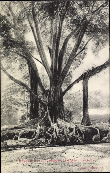Ansichtskarte / Postkarte Kandy Sri Lanka Ceylon, Peradeniya Botanical ...