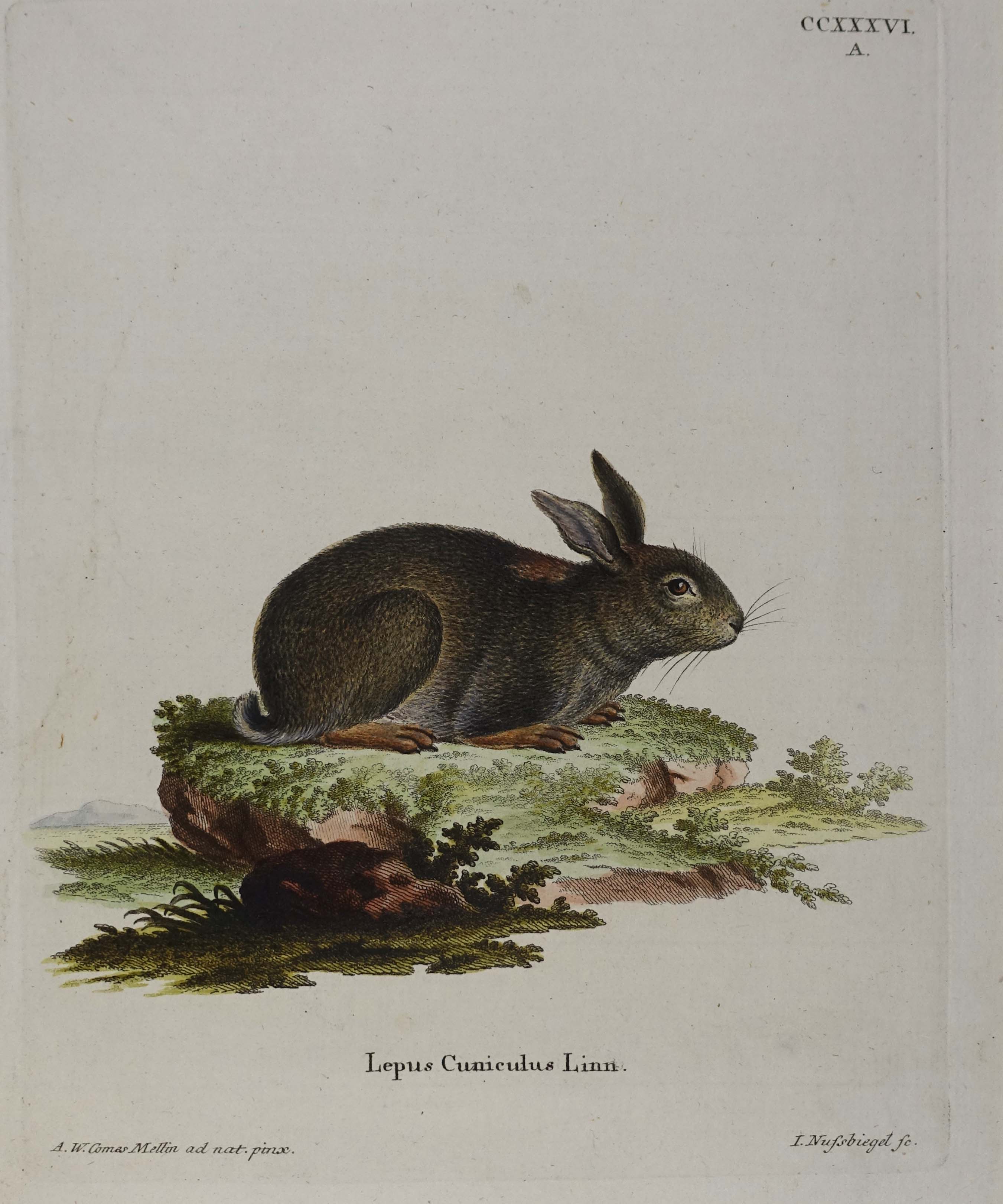Lepus Cuniculus Linn. domesticus. Altkolorierter Kupferstich v. Joh ...