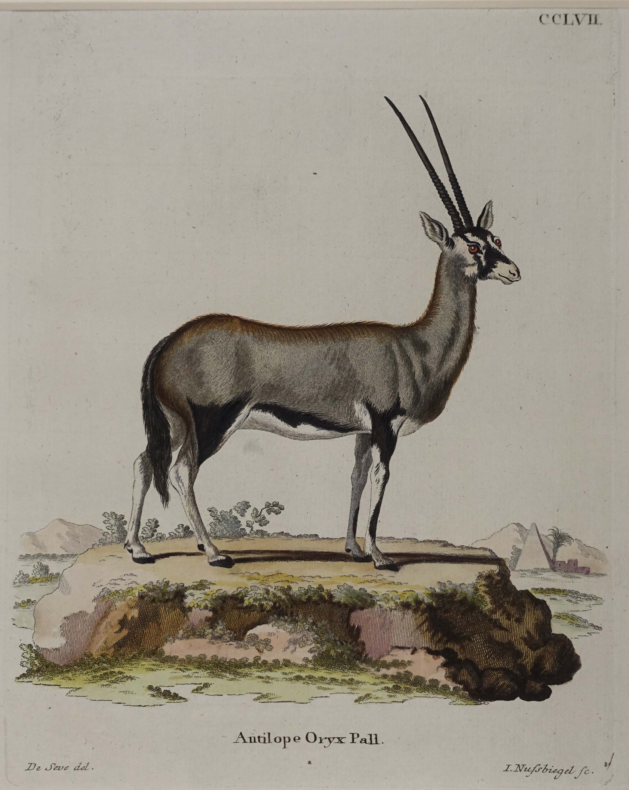 Antilope Oryx Pall. Altkolorierter Kupferstich v. Joh. Nussbiegel nach ...